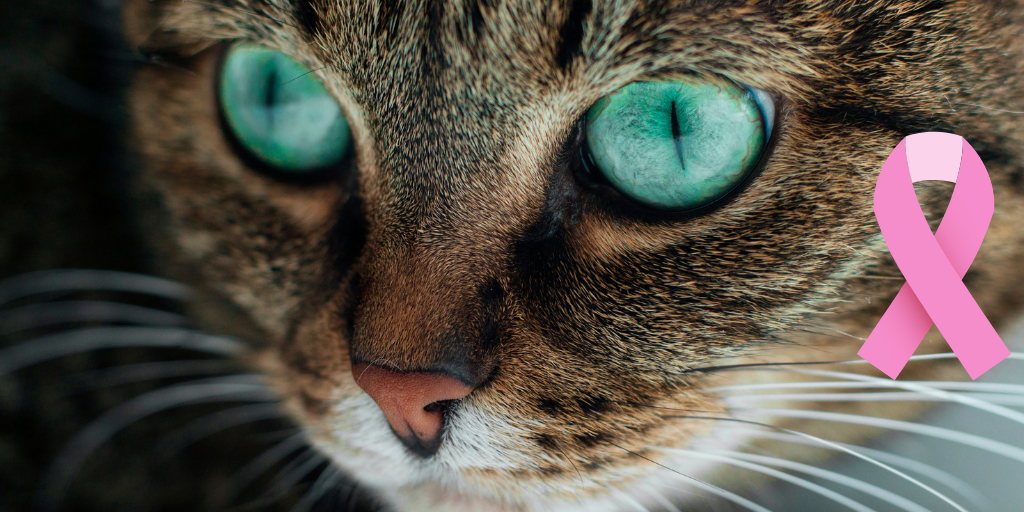 Cáncer en los Gatos