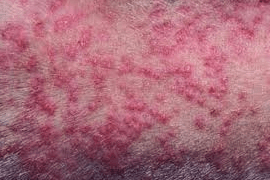 Infecciones de piel de los perros – Pioderma Canina