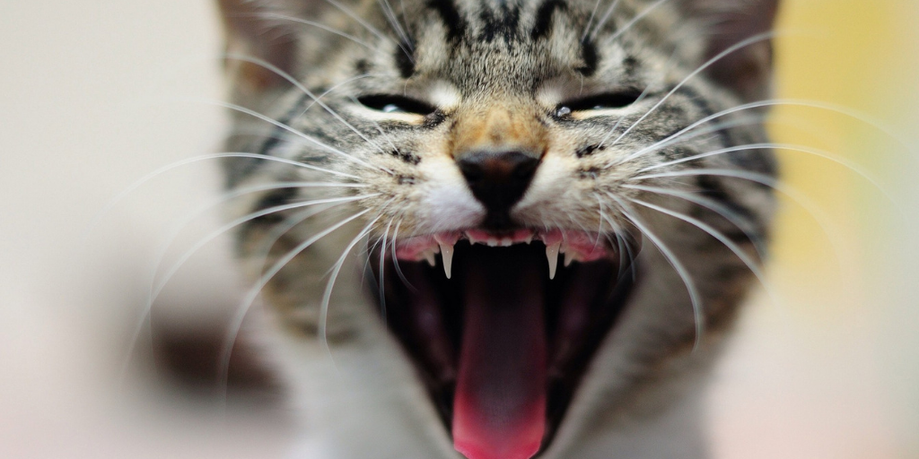 Dientes De Gato Adulto Cuando Se Caen Los Dientes De Leche De Los