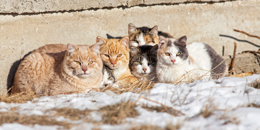 Peritonitis Infecciosa Felina (PIF)