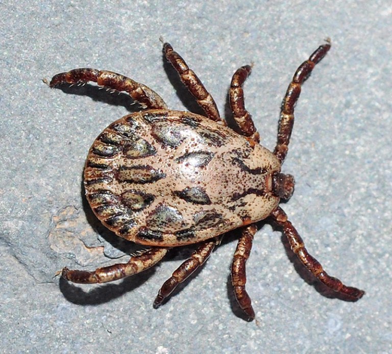 GARRAPATAS: Enfermedades que transmiten al perro y al gato